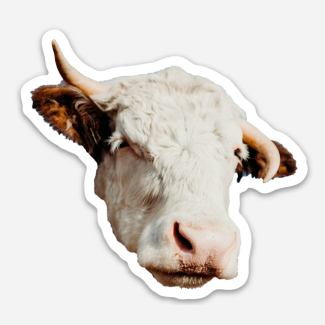 Mike Sticker – Barn Sanctuary