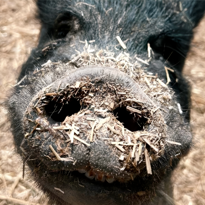 Noses of the Barn Magnet - Willard – Barn Sanctuary